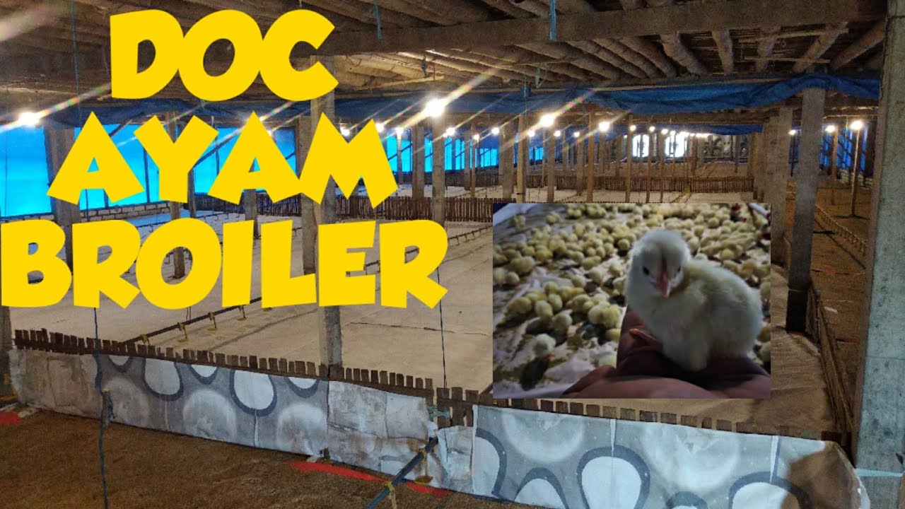 persiapan sebelum pengisian DOC Ayam Broiler - YouTube