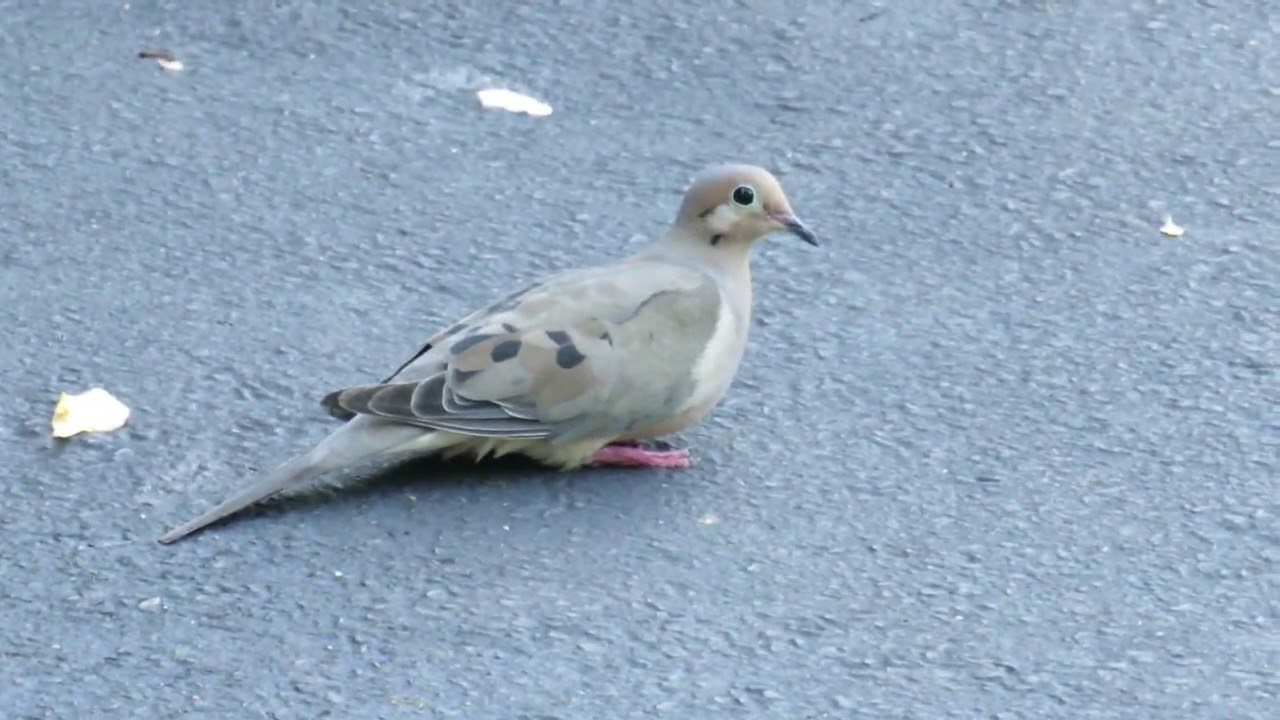 Mourning Dove in my Driveway - YouTube