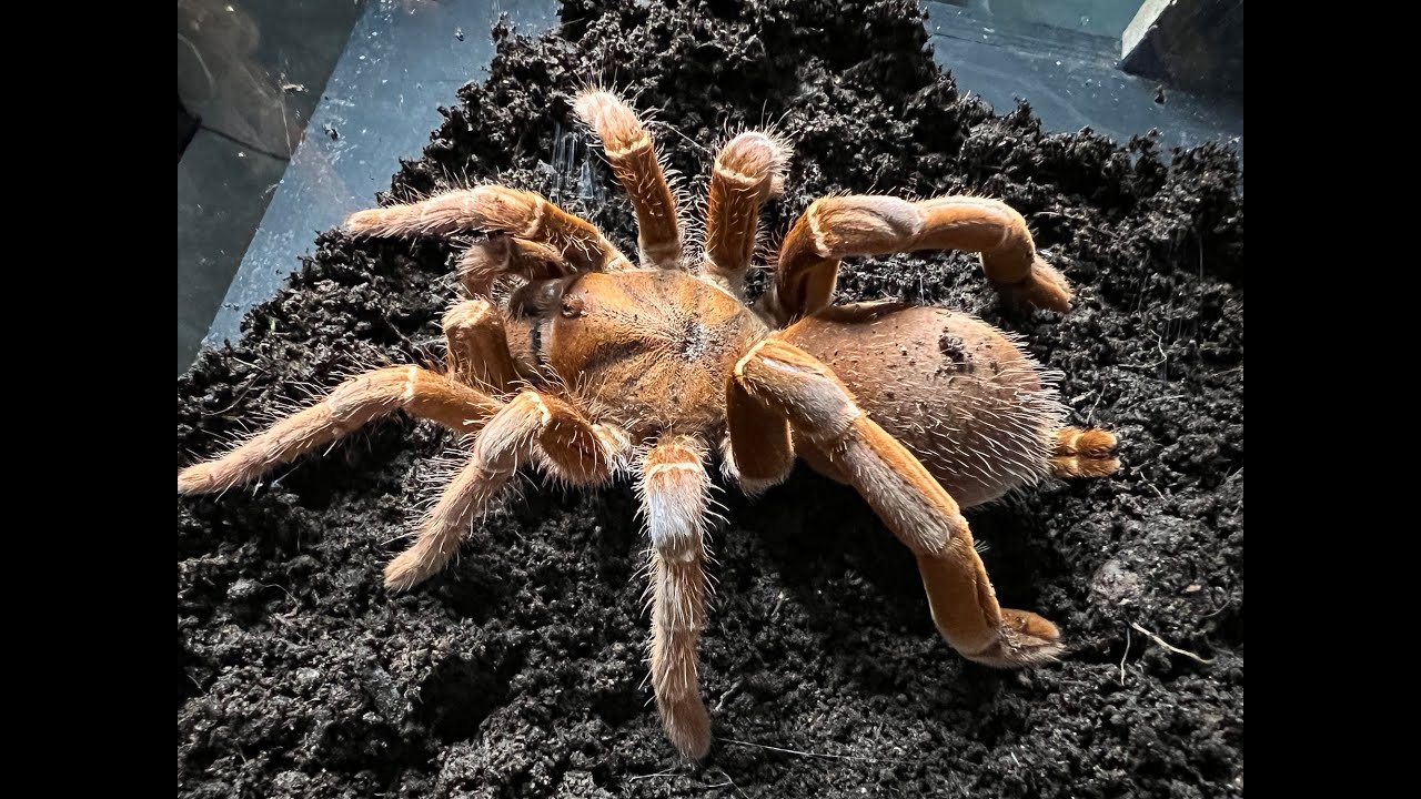 Pelinobius muticus, King Baboon Tarantula rehouse and care - YouTube