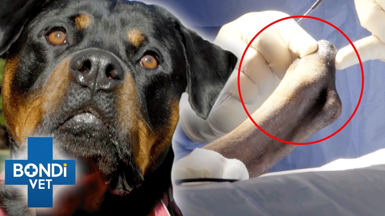 Gruesome Amputations 🔪 😱 Compilations | Bondi Vet - YouTube