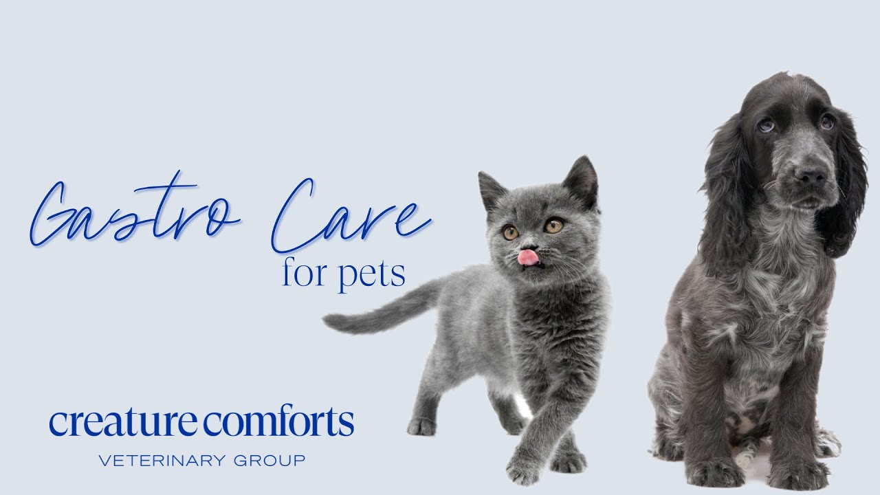 Creature Comforts Veterinary Group: Gastrointestinal Care with Dr ...
