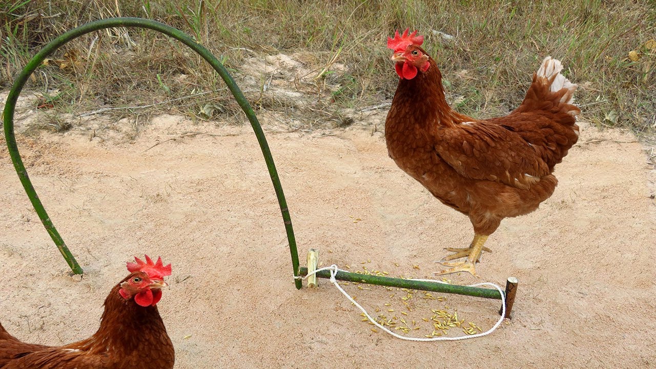 Easy Creative Wild Chicken Trap Using Wood - The First Quick Wild ...