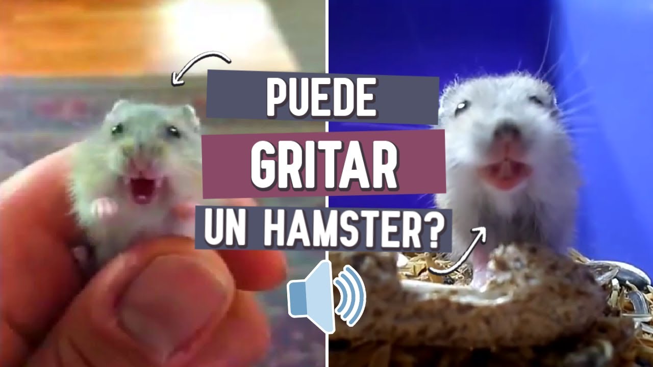 ¿Los hamster gritan? 🐹 SONIDO DEL HAMSTER - YouTube