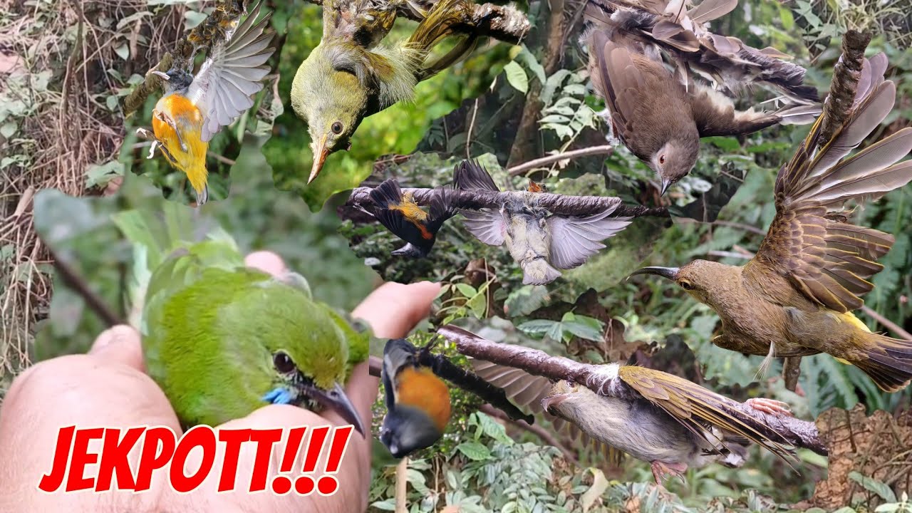 ADVENTURE SENDIRI MIKAT BURUNG DI DALAM HUTAN TROPIS SUMATERA - YouTube