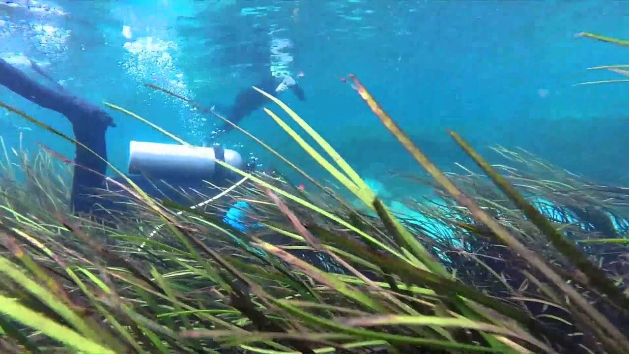 Rainbow River Dive - YouTube