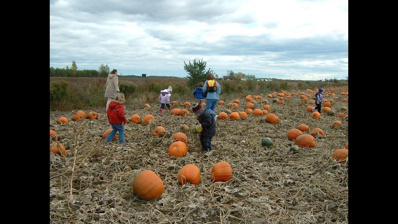 Reasons to Visit Rounds Ranch this Fall! - YouTube