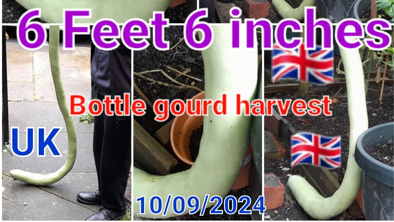 6 Feet 6 inches bottle gourd harvest in uk. - YouTube