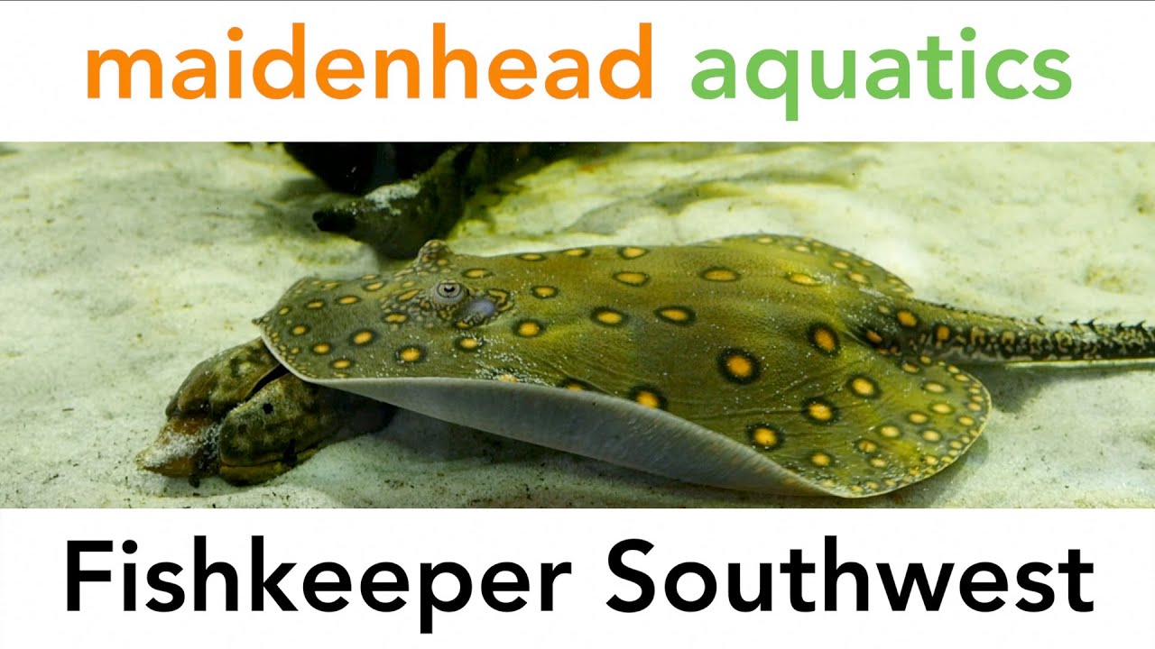 Maidenhead Aquatics - Fishkeeper Southwest - YouTube