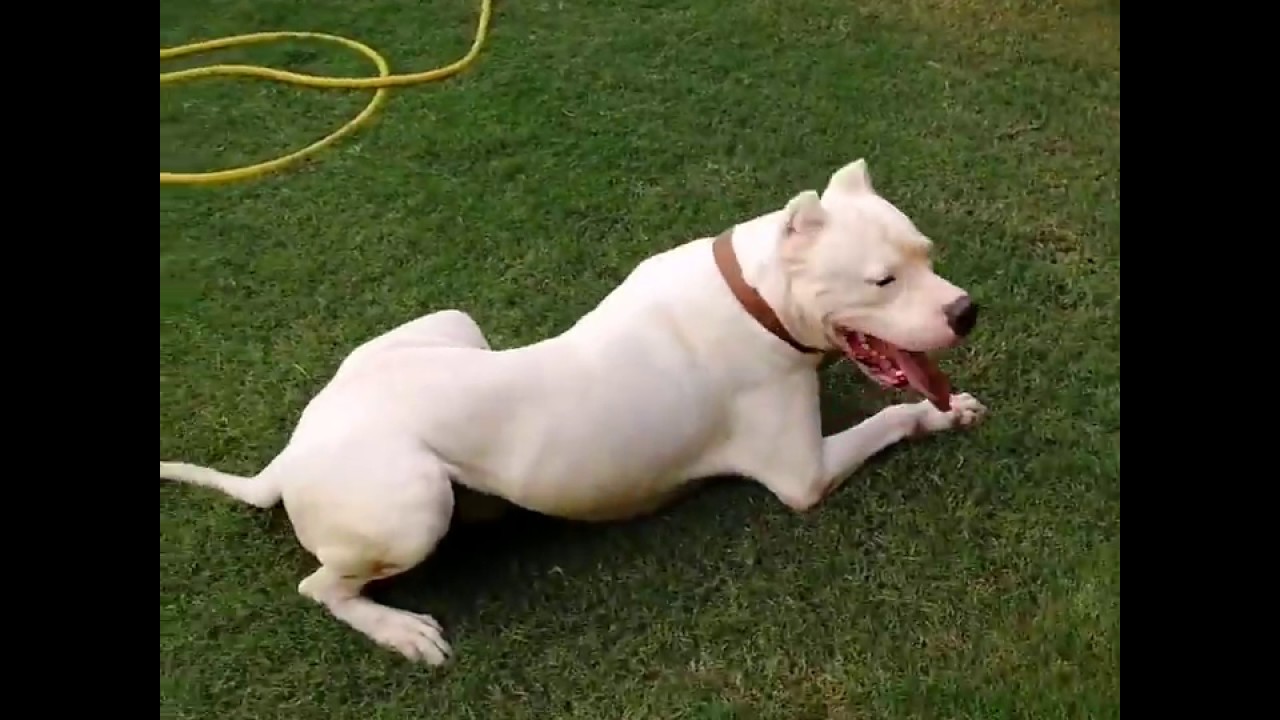 Dogo argentino training to go to kennel - YouTube