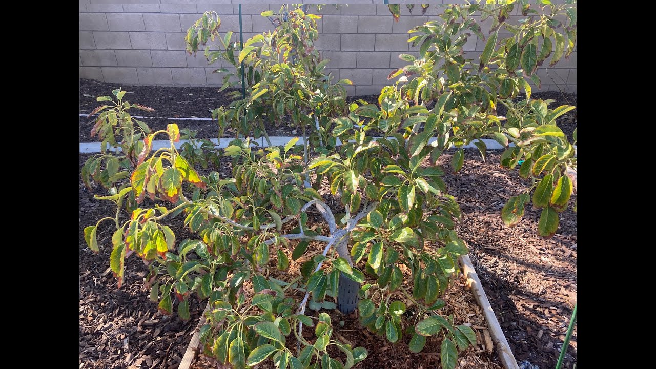 When to transplant our Gem avocado tree into the ground - YouTube