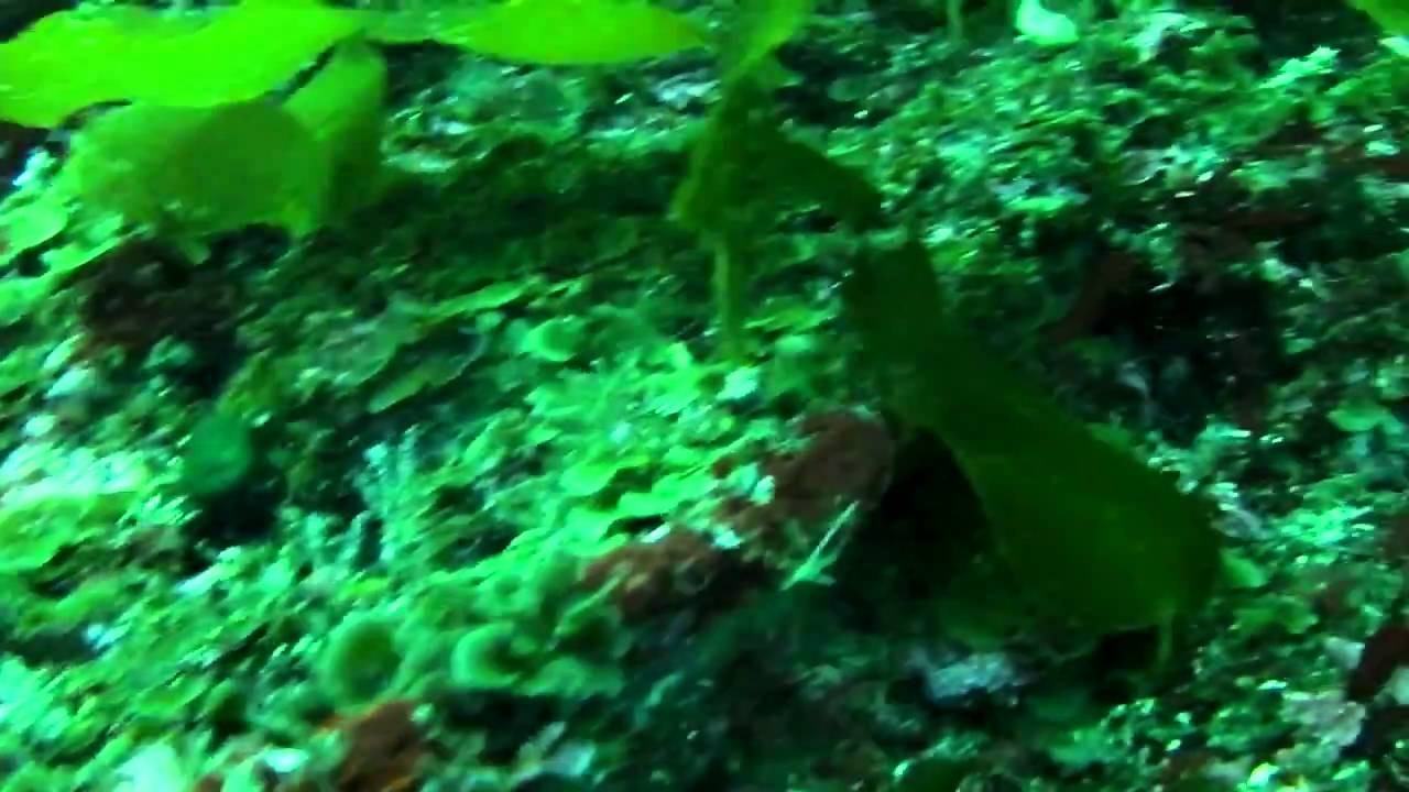 Lethotremus awae - YouTube