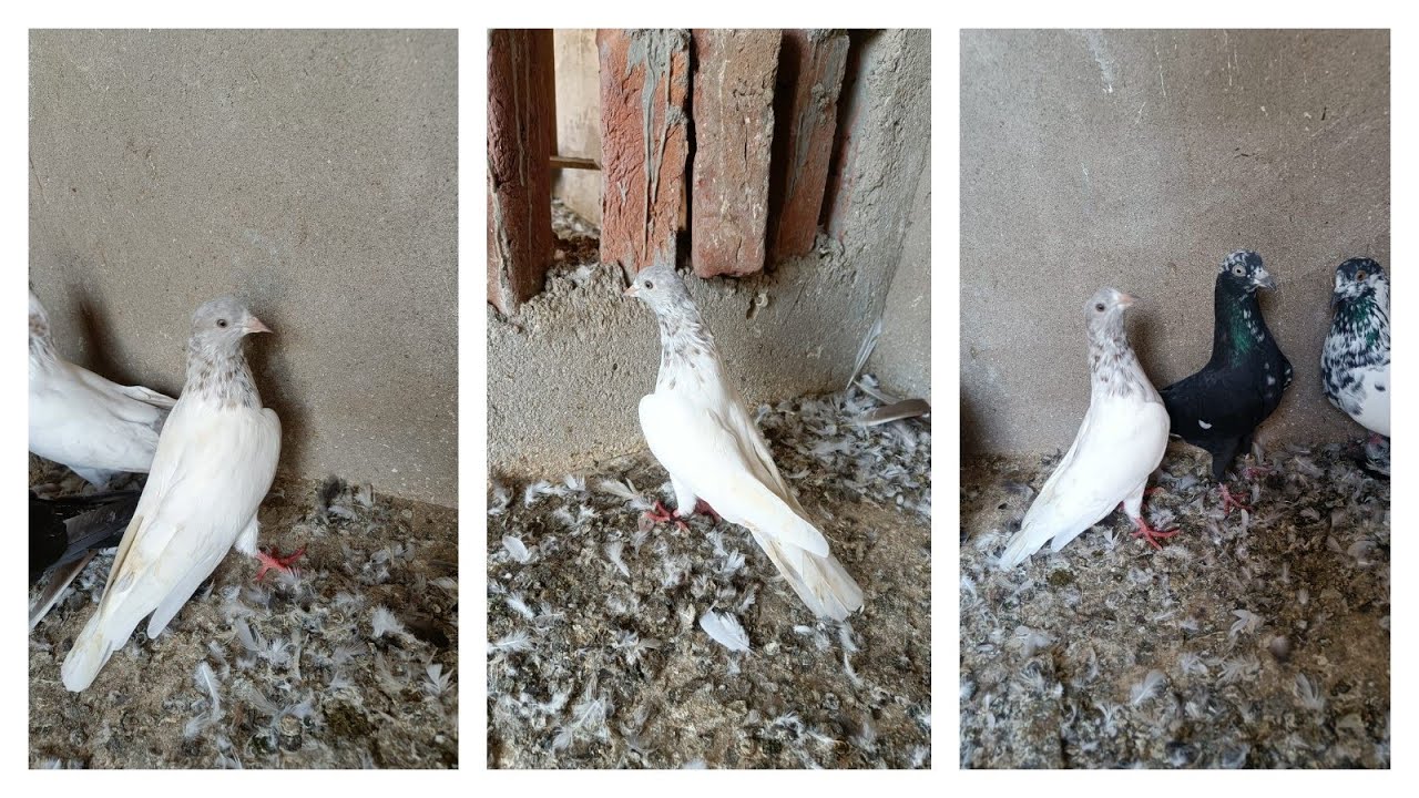 new post kabutar video #kamaluddin #pigeon #bird #birdspecies - YouTube