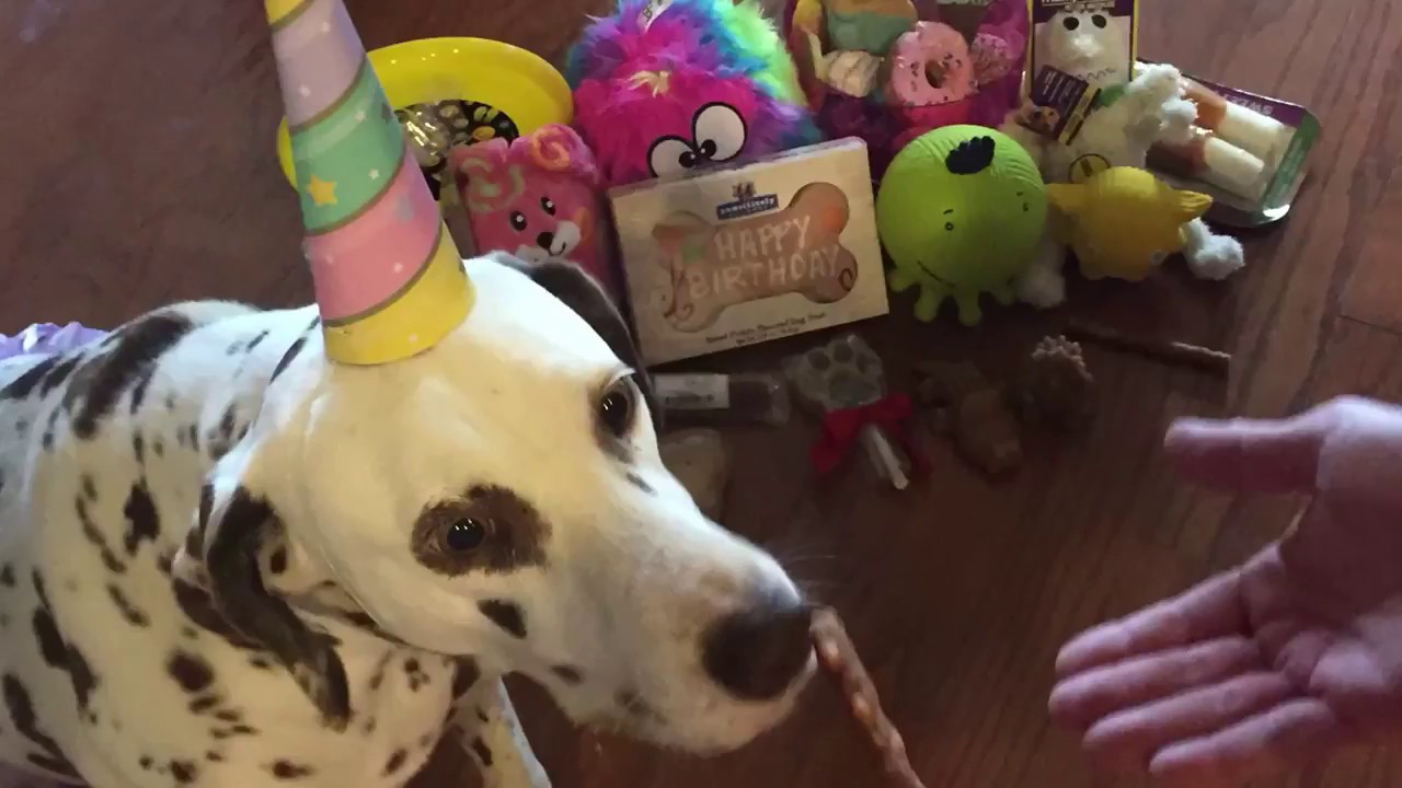 My Dog’s Birthday - Eskie Turns 5 -Dalmatian & Shiba Inu 柴犬 - YouTube