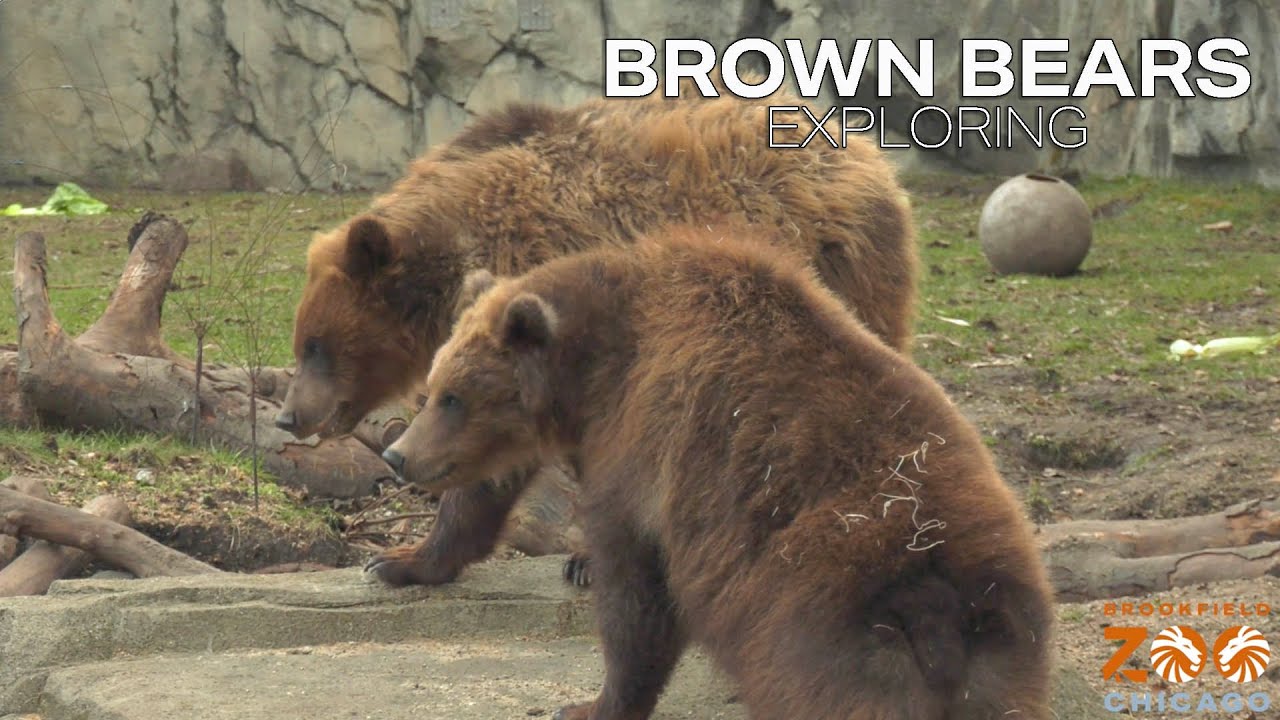 Brown Bear Yearlings Exploring - YouTube