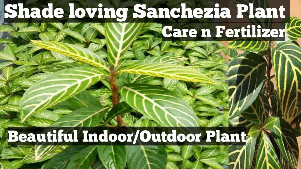 Sanchezia Plant Care/Sanchezia Ornamental shade loving plant/Sanchezia ...