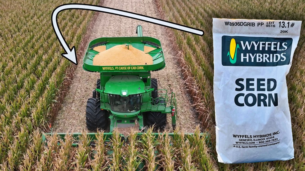 From Harvest to Planting: How Seed Corn is Created - YouTube