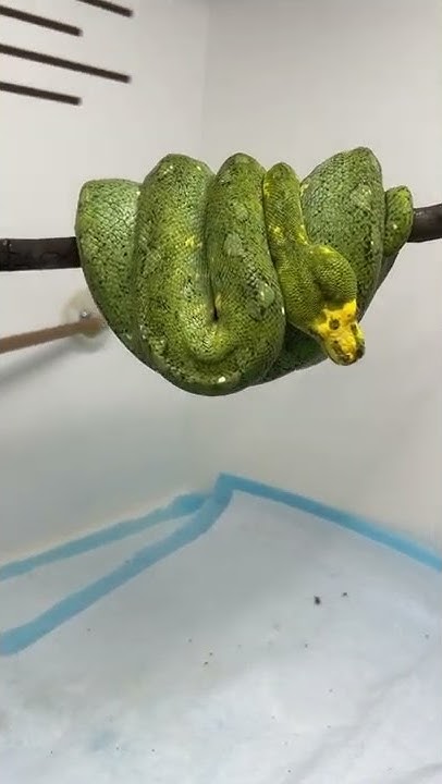 One of my adult female Biak Locality Green Tree Pythons. Happy Friday ...