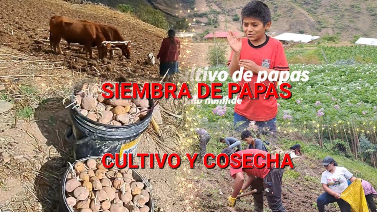 HAGALO DE ESTA MANERA, SIEMBRA APORQUE Y COSECHA DE PAPAS`` * EL PAPERO ...