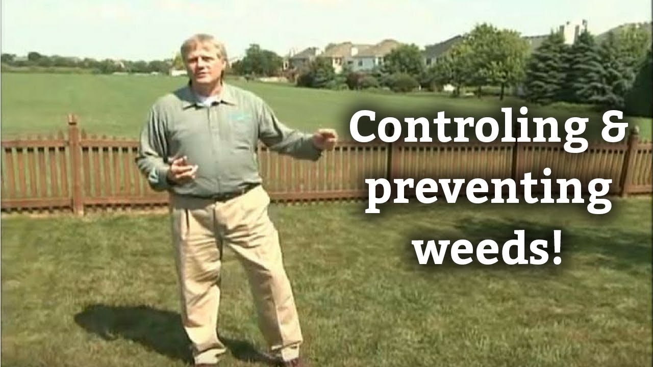 How to Control Weeds -- Lawn Care Tips & Weed Prevention - YouTube