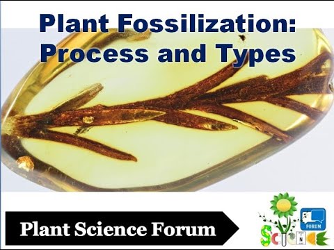 English- Plant Fossilization process and types- Plant Science Forum ...