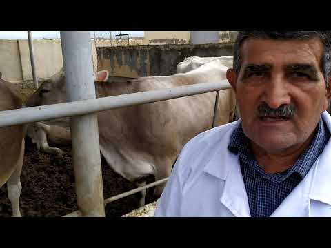 Cinslərin müqayisəsi: şvis və holşteyin-friz