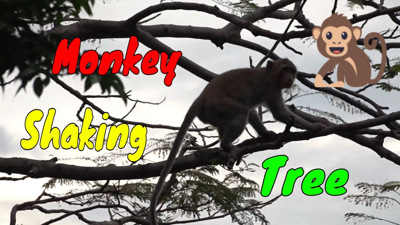 Young Monkey Shaking Tree Branch Compete With His Friend | Viral Monkey ...