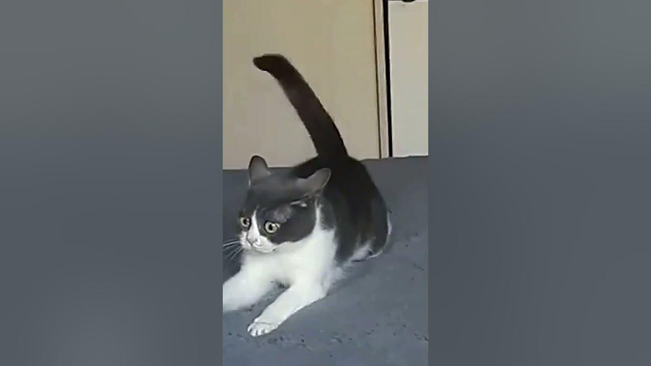 Try Not To Laugh Challenge - Funny Cat & Dog Vines compilation 2023 - YouTube