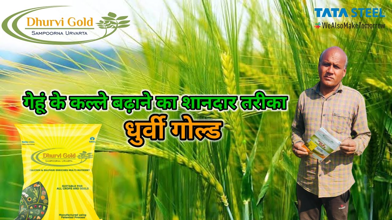 गेहूँ के कल्ले बढ़ाने का शानदार तरीका धुर्वी गोल्ड | Tata Steel ka ...