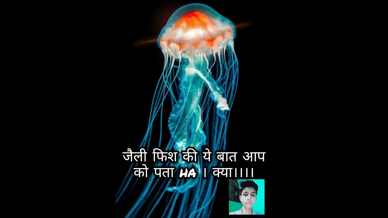 Jally fish ky mare ma interesting fact..... Samundri fish fact of jally ...