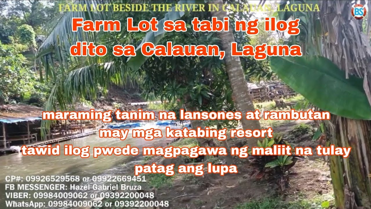(P# 650) 2 hectares Farm Lot may katabing ilog @ 350/sqm in Calauan ...