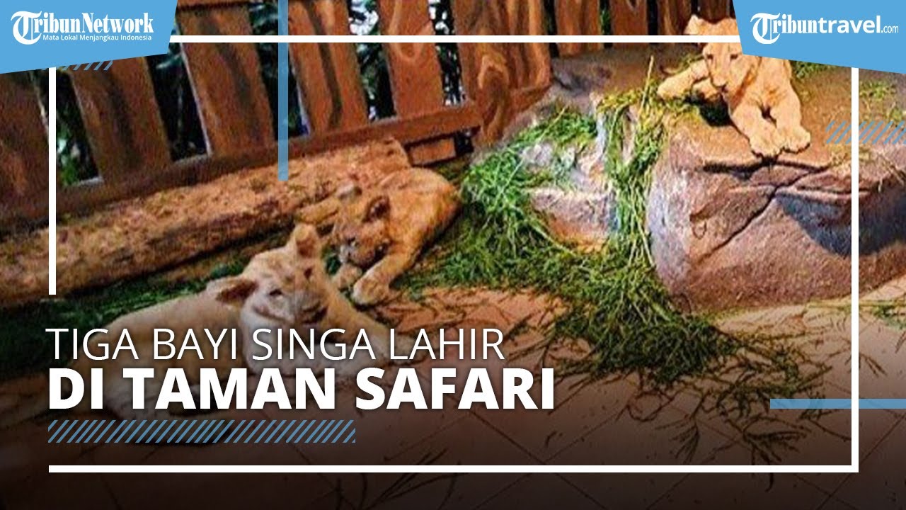 Tiga Bayi Singa Baru di Taman Safari Prigen Pasuruan, Populasi Singa ...