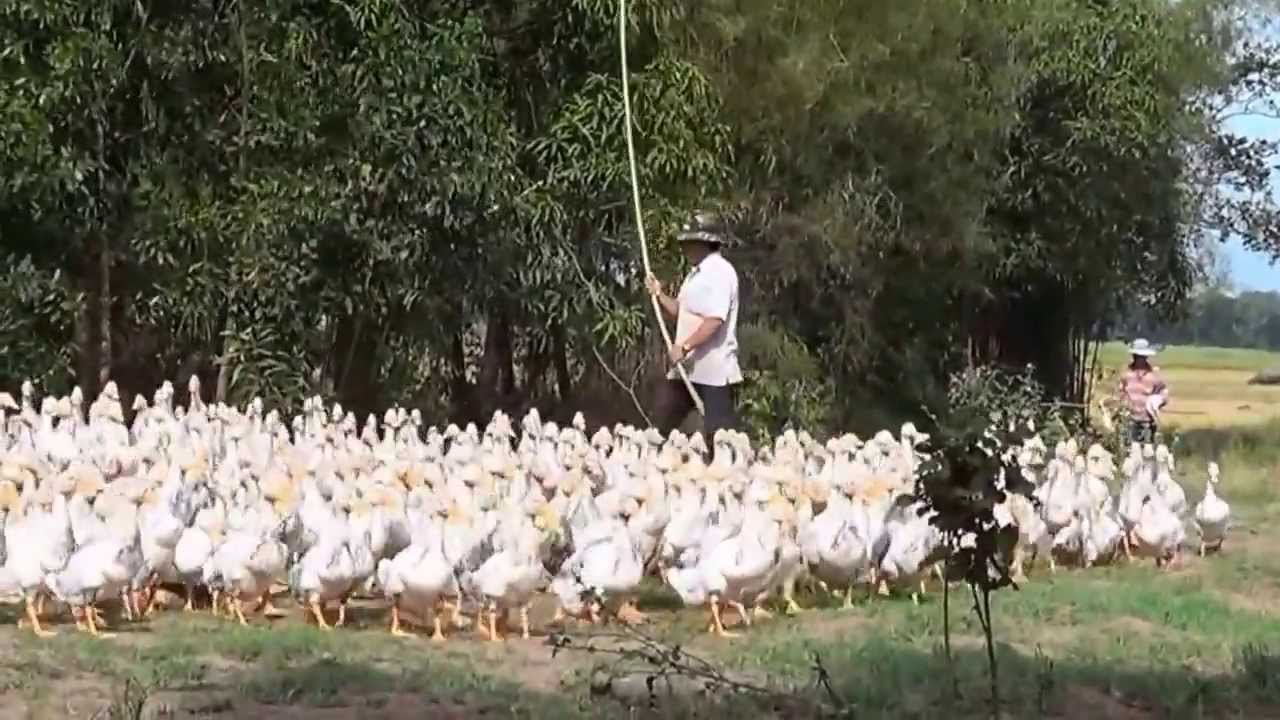 www.internetvina.com - Duck Farming in a Small Village in Vietnam - YouTube