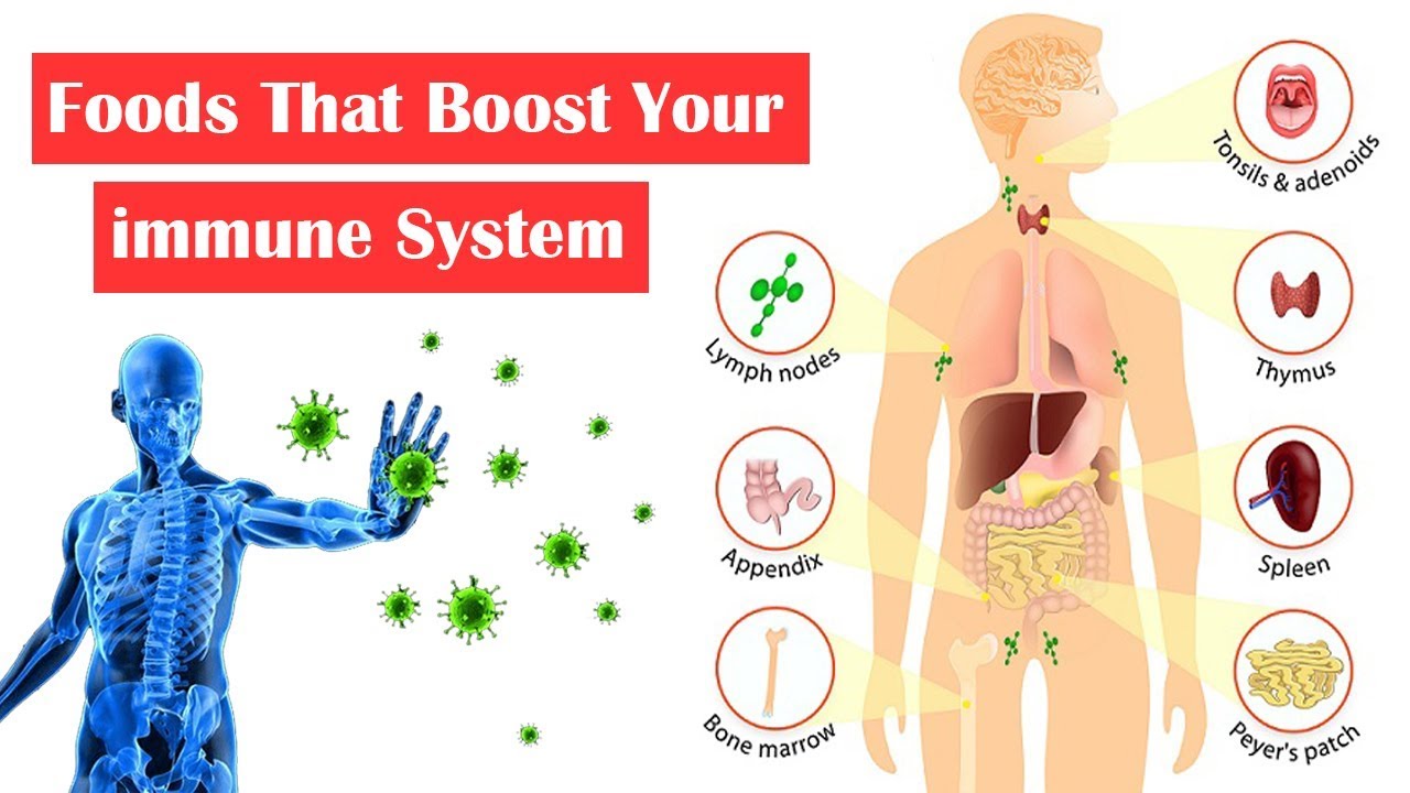 Foods That Boost Your Immune System || How to Boost Immune System ...