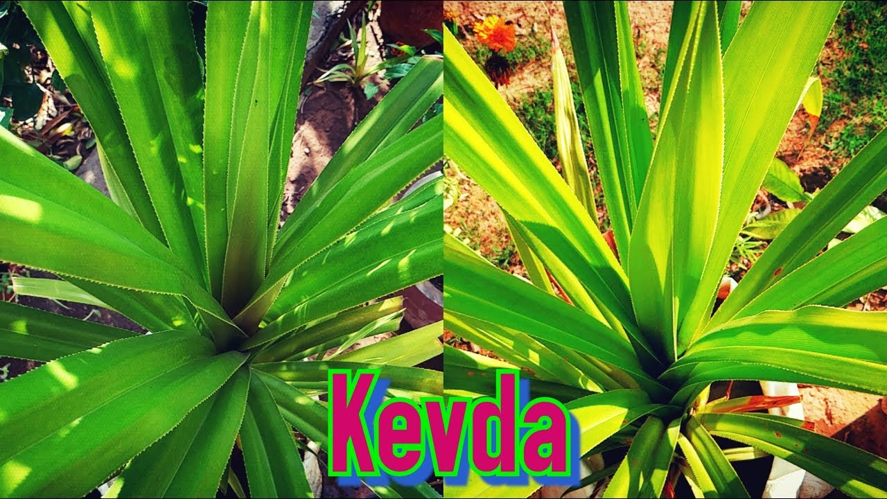 Evergreen plant :-Kevda (Pandanus Odoratissimus) - YouTube