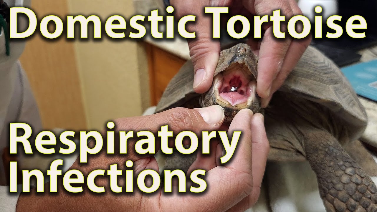 5 Signs Your Tortoise is Sick & Needs Immediate Care - YouTube