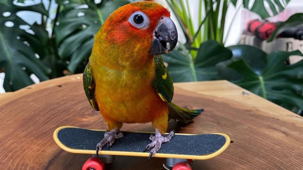 Funny Parrot Videos - Funny Parrots Talking & Singing And Dancing ...