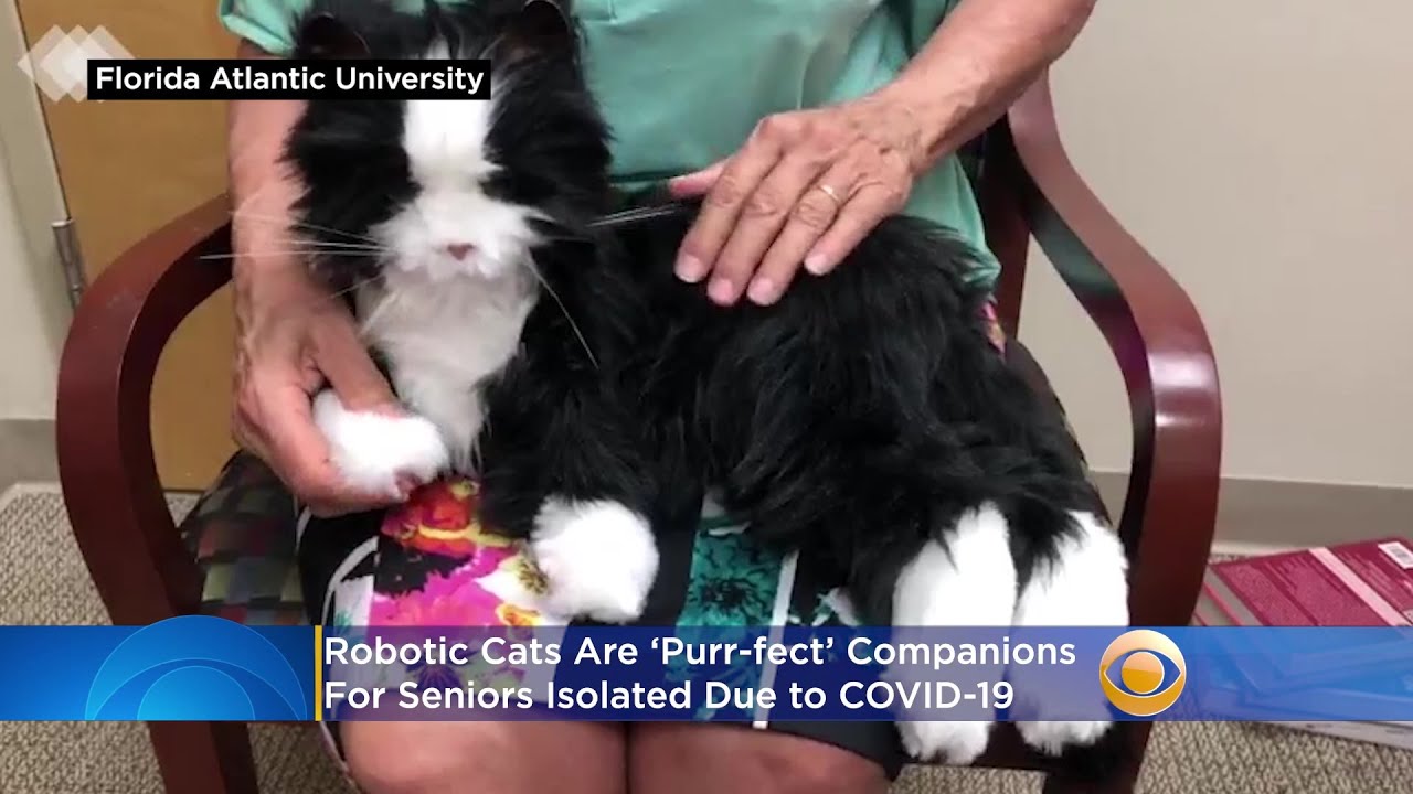 Robotic Cats Are ‘Purr-fect’ Companions For Seniors Isolated Due to ...