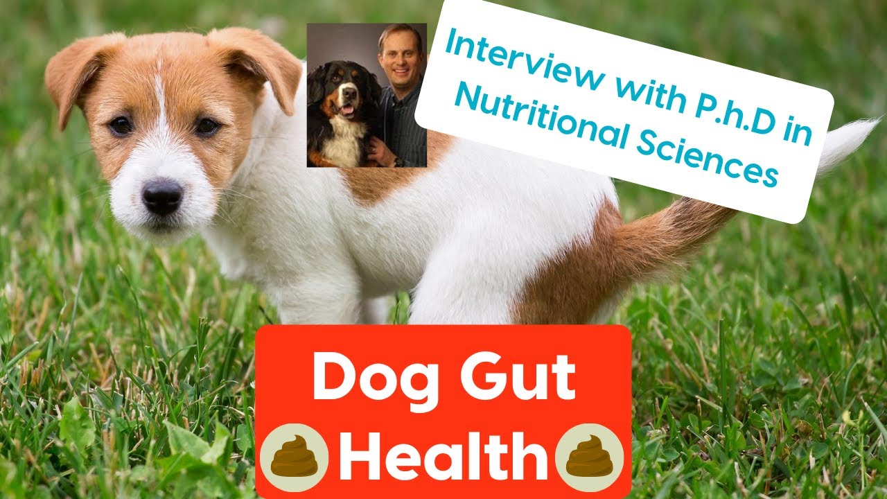 Dog Digestion and Gut Health: An Interview with Dr. Greg Sunvold PhD ...