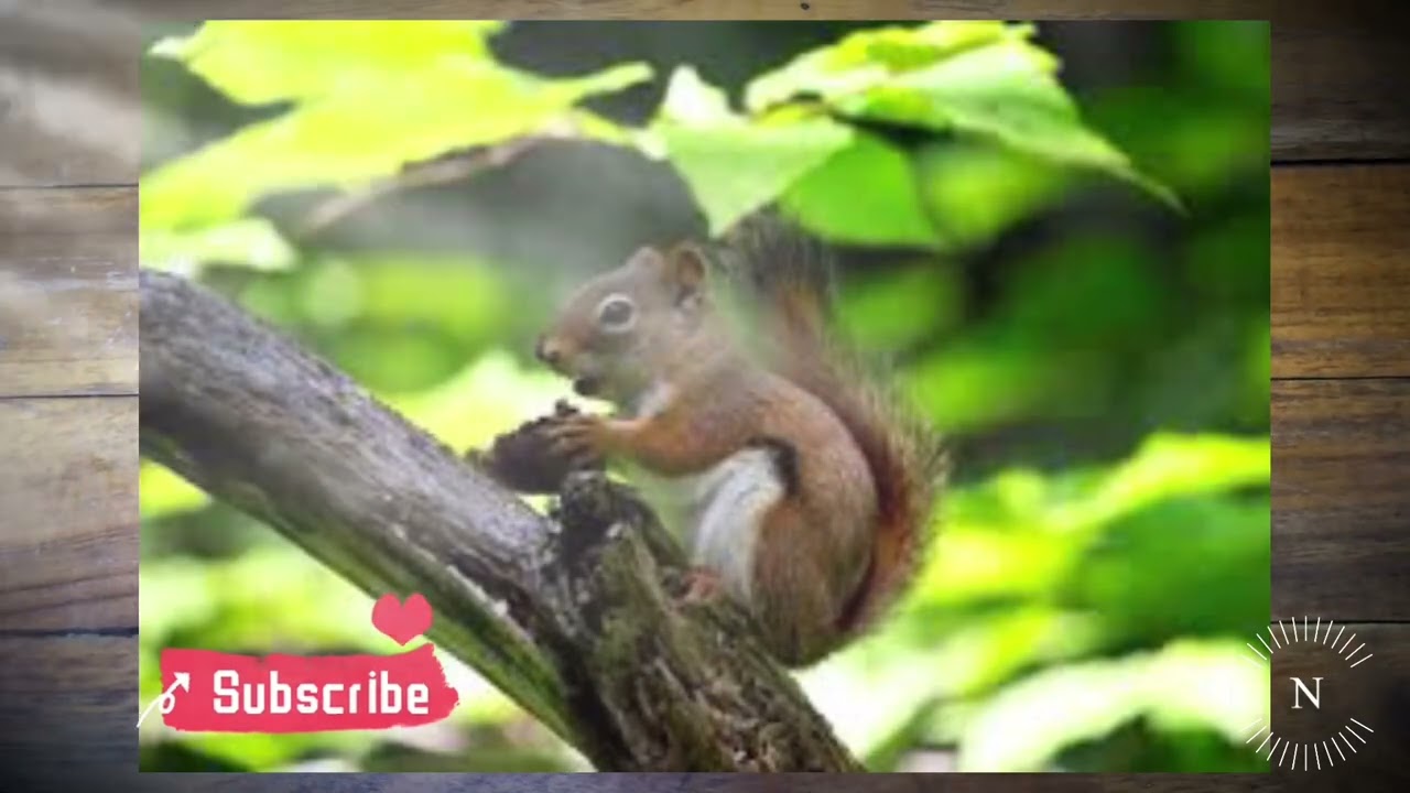 Squirrel sound เสียงกระรอกคุยกัน #กระรอก #squirrels #sound #nature ...
