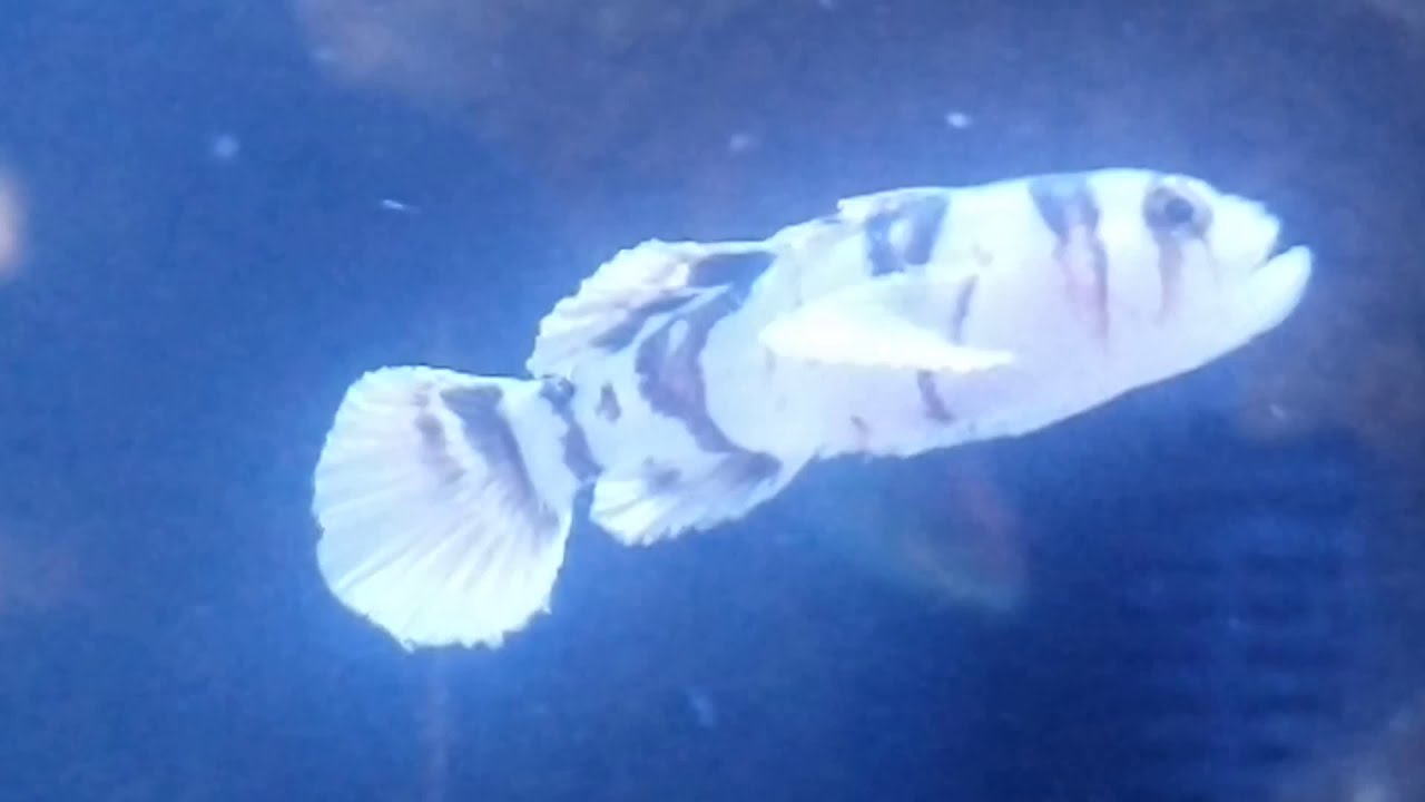 My Wardrobe Aquarium - Black Barred Convict Goby - YouTube