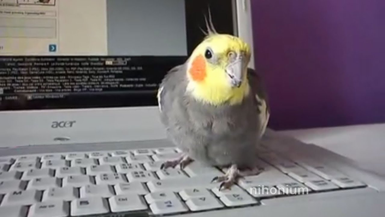 It's a Hard Knock Birb - YouTube