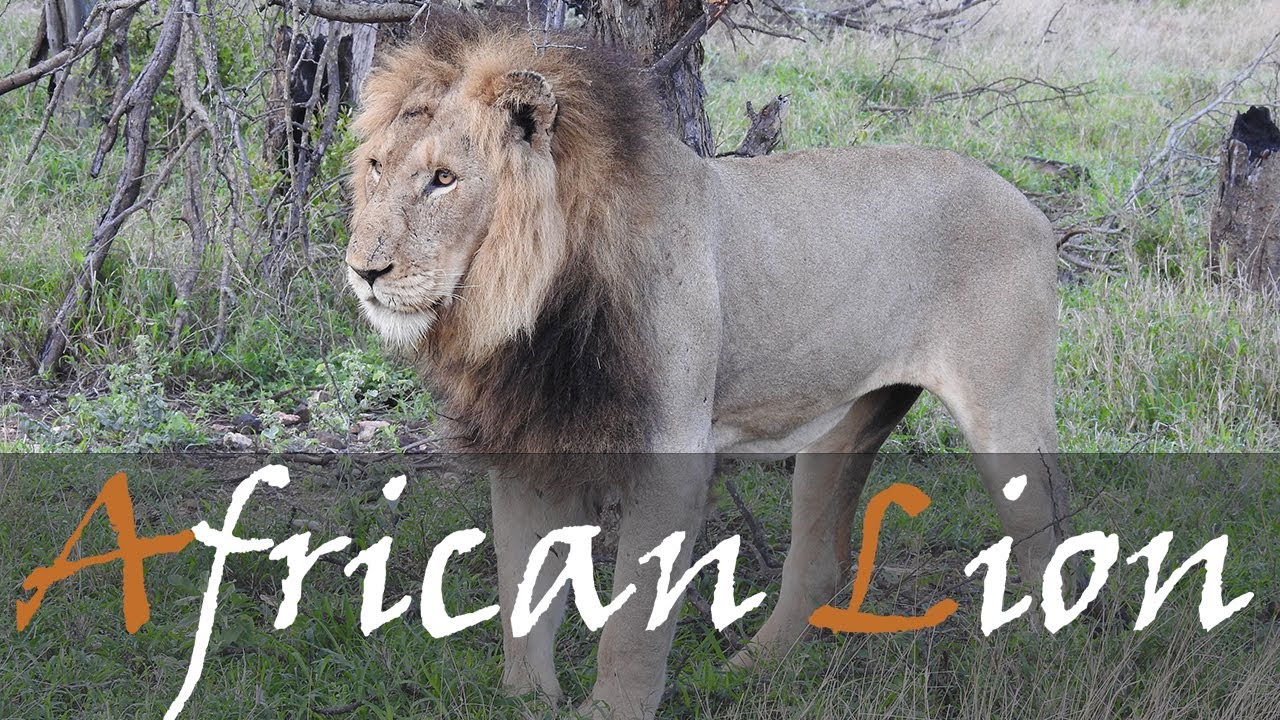 Male African Lion Roaring In Full Voice Near Satara | VOLUME UP ...