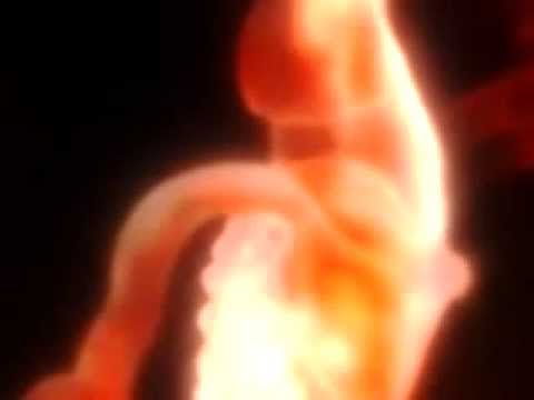 Como se forma un bebe VIDEO paso a paso .video as a baby is formed ...
