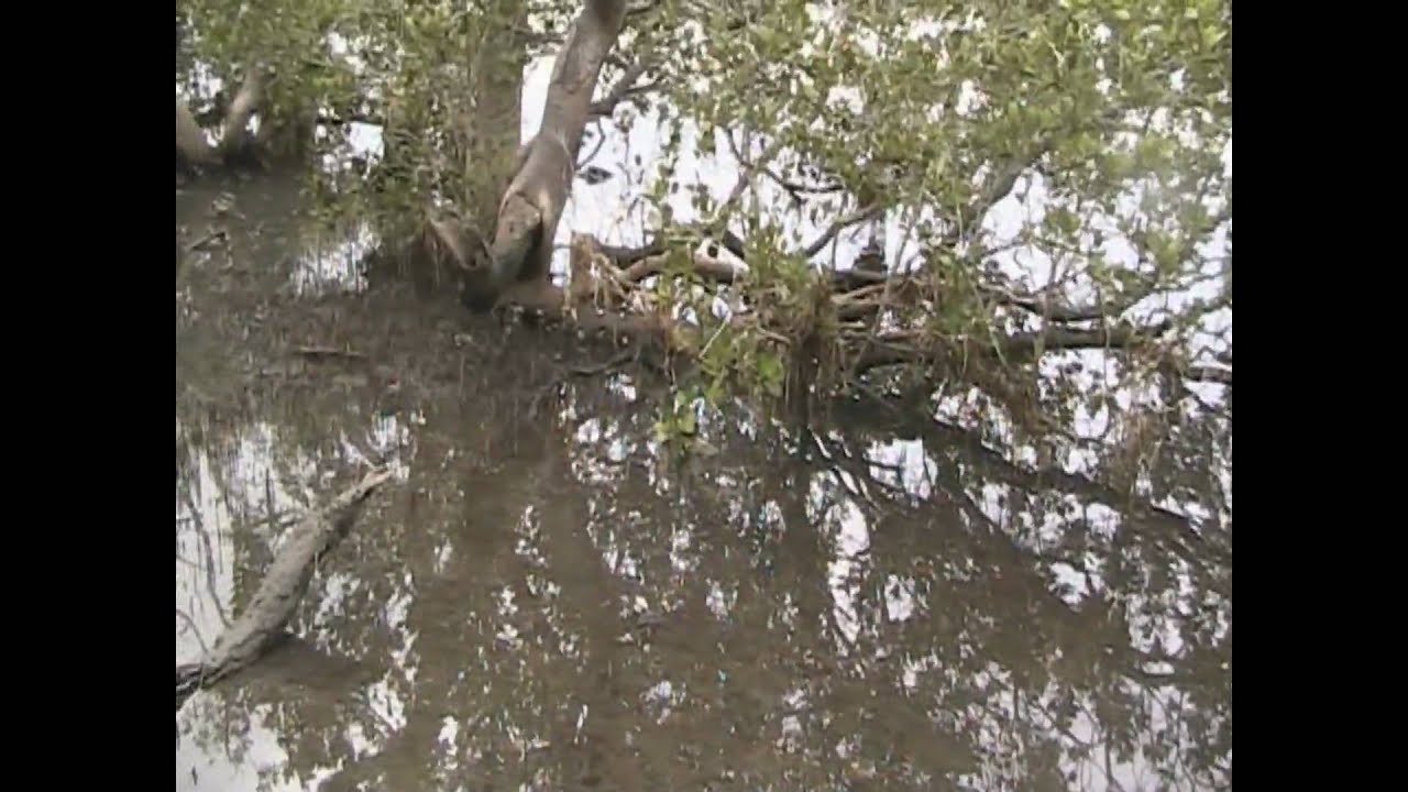 CENTRAL COAST - BRISBANE WATER - RILEY ISLAND - KAYAK - YouTube