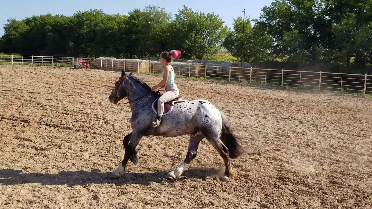 Into the Void. Sendera Draft Horse - YouTube