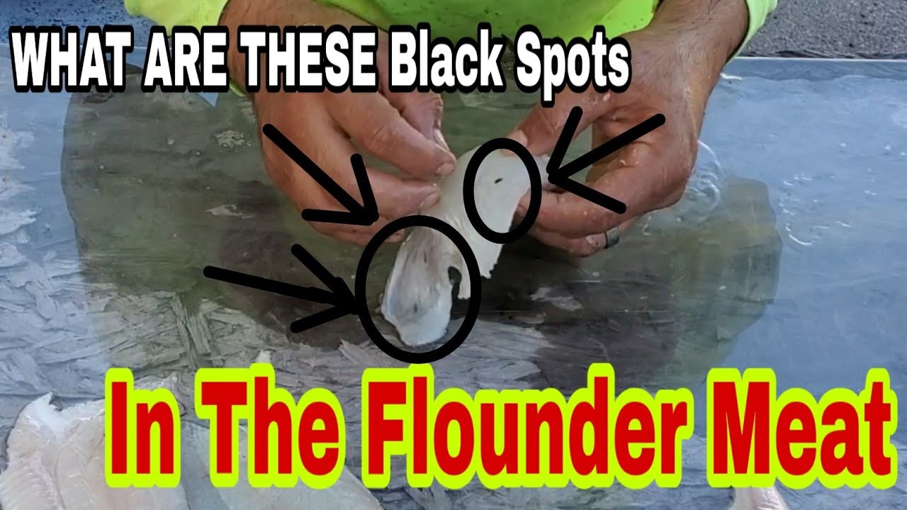 What are these Black Spots in Flounder Meat - YouTube