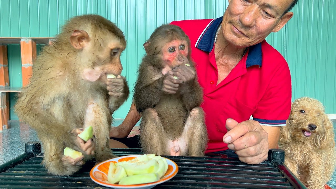 Monkey today enjoys very cute guava at home - YouTube