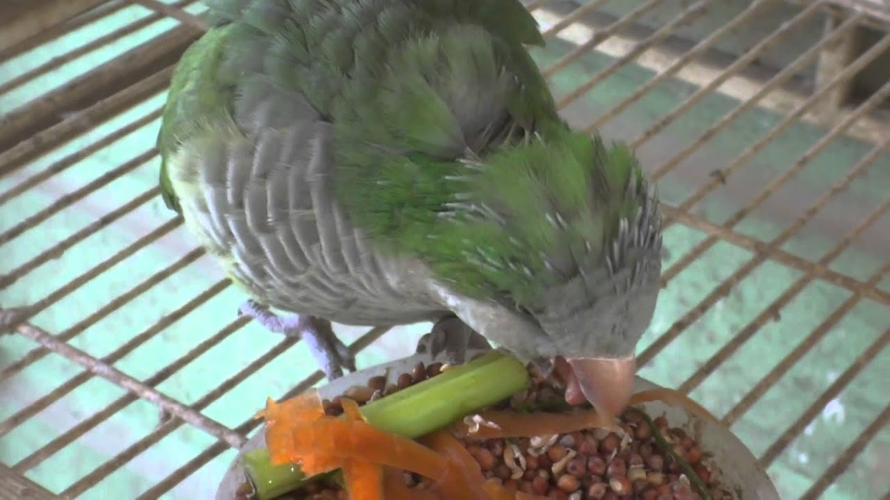 Quaker Parrot Eating Carrots And Celery(Волнистых попугаев) - YouTube
