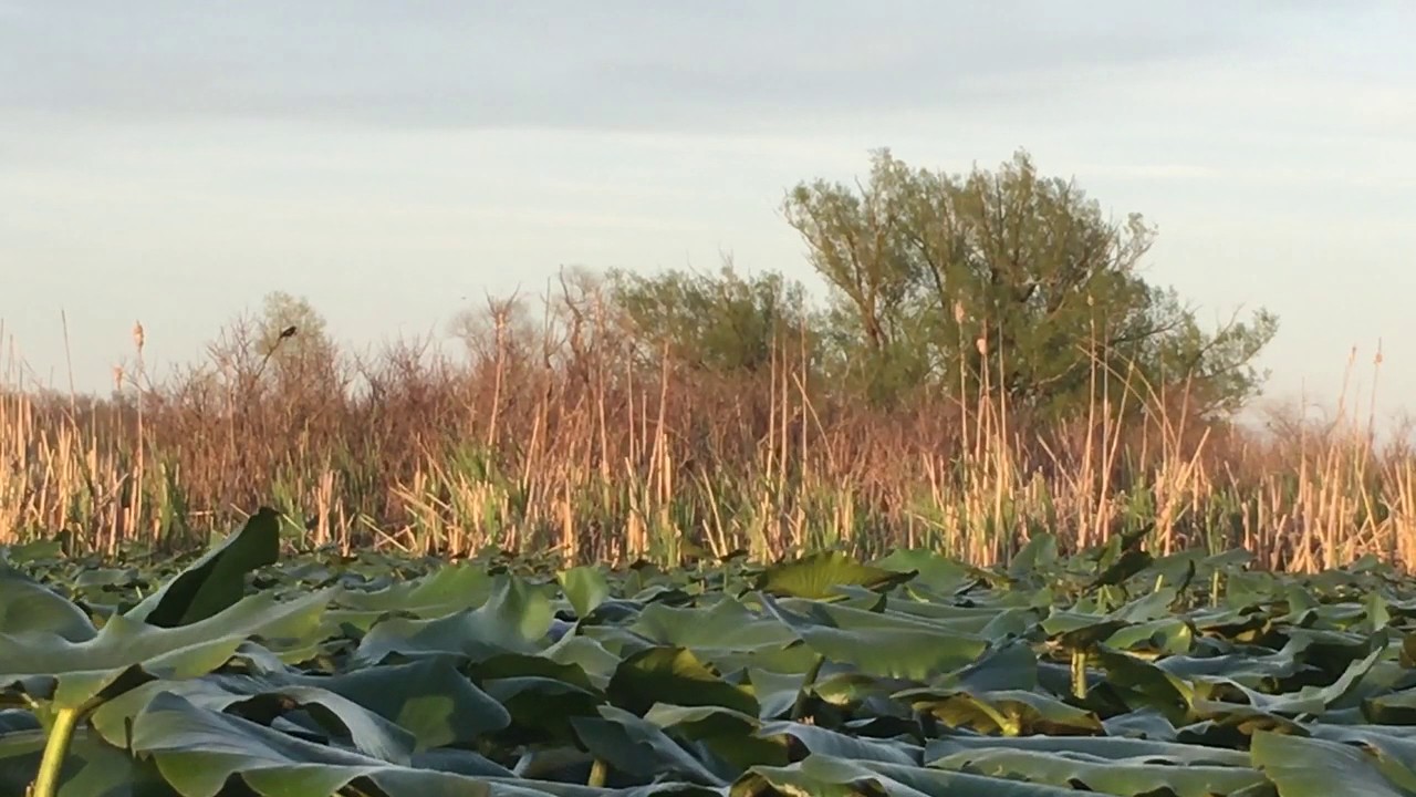 Sounds and sights of Conneaut Marsh (Geneva area) - YouTube
