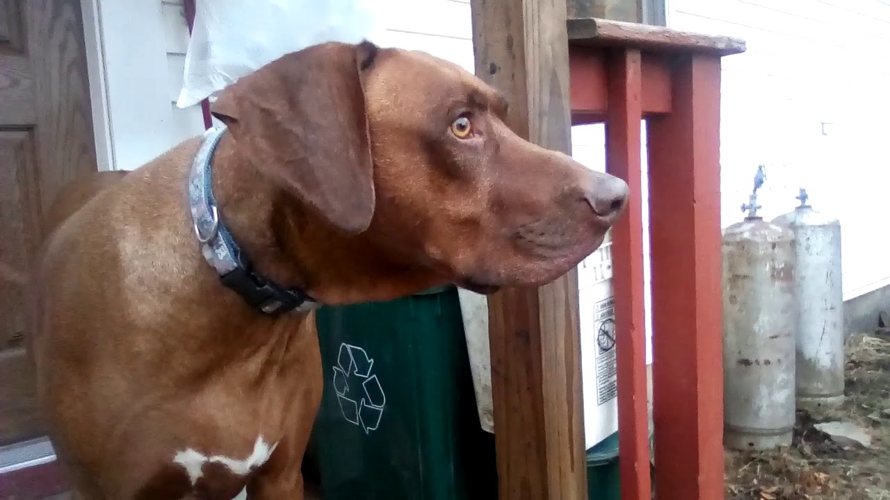1 Rhodesian ridgeback barking on the porch - YouTube